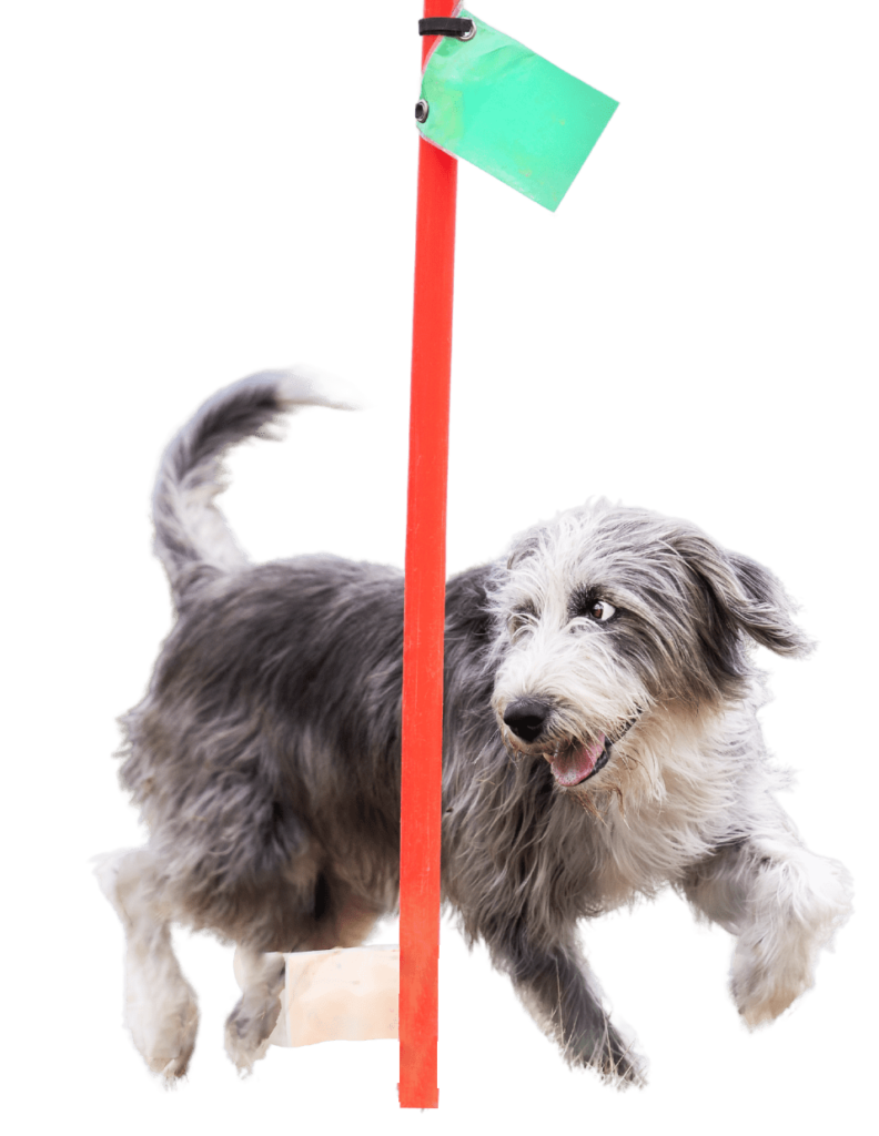 Curving-Kurs - Das Stangen-Set passend zum Kurs | Doguniversity