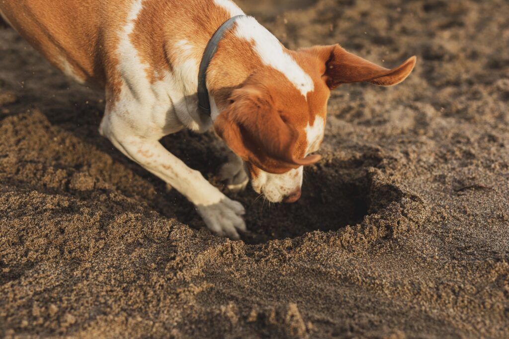 Hund bellt andere Hunde an: Das hilft (mit Video)