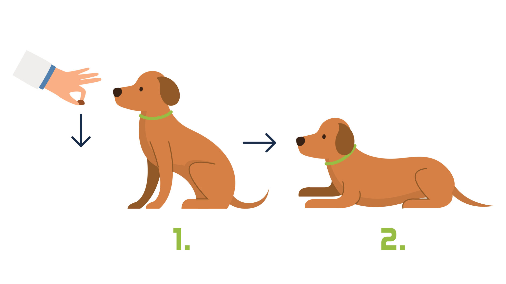 Hund „Platz“ beibringen: So geht’s (mit Video)