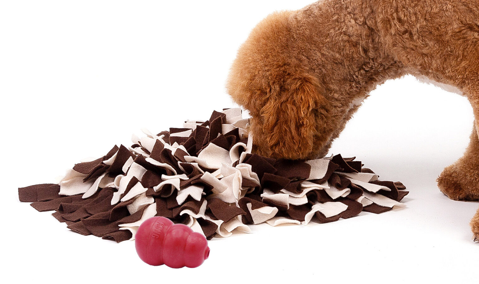 Hund richtig beschäftigen: Hilfreiche Tipps (Mit Video)