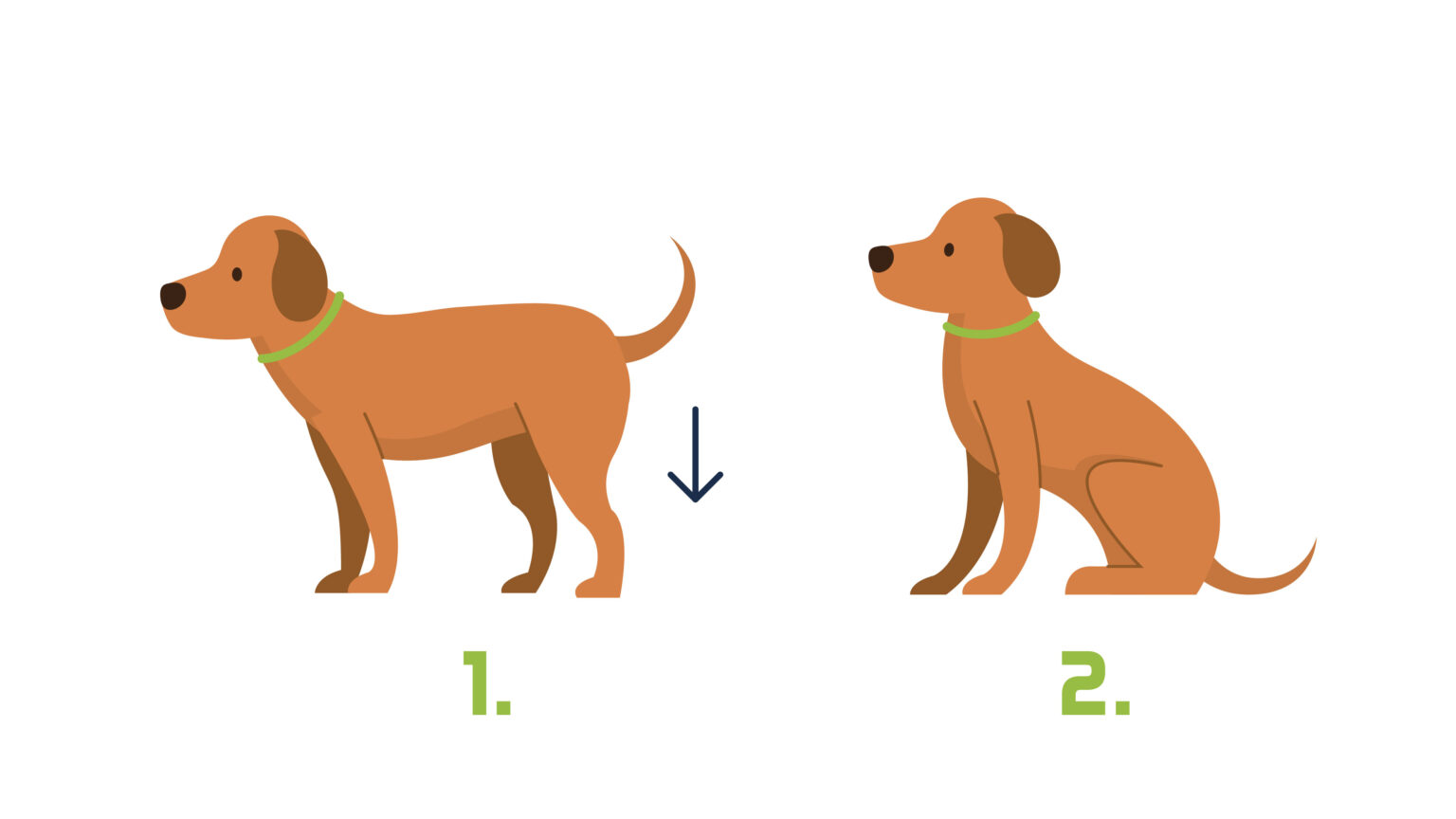 Hund Sitz beibringen: So einfach geht‘s